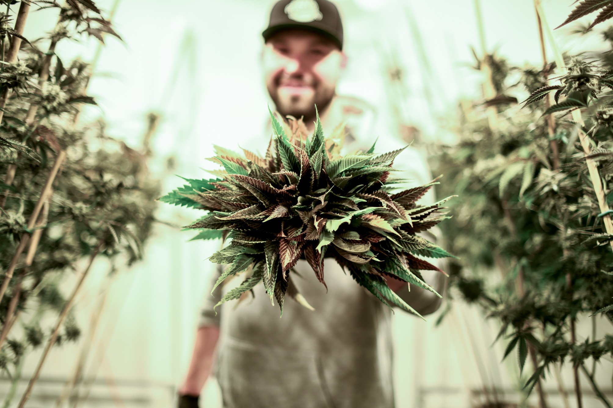 Funky Monkey Marijuana