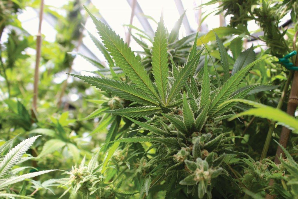 Kim Ring web - Marijuana Venture