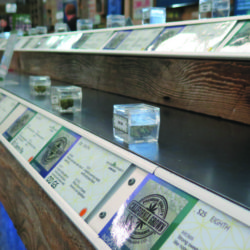 Marijuana Business Industry Hub | Pot Business Learning, 'How To', And News