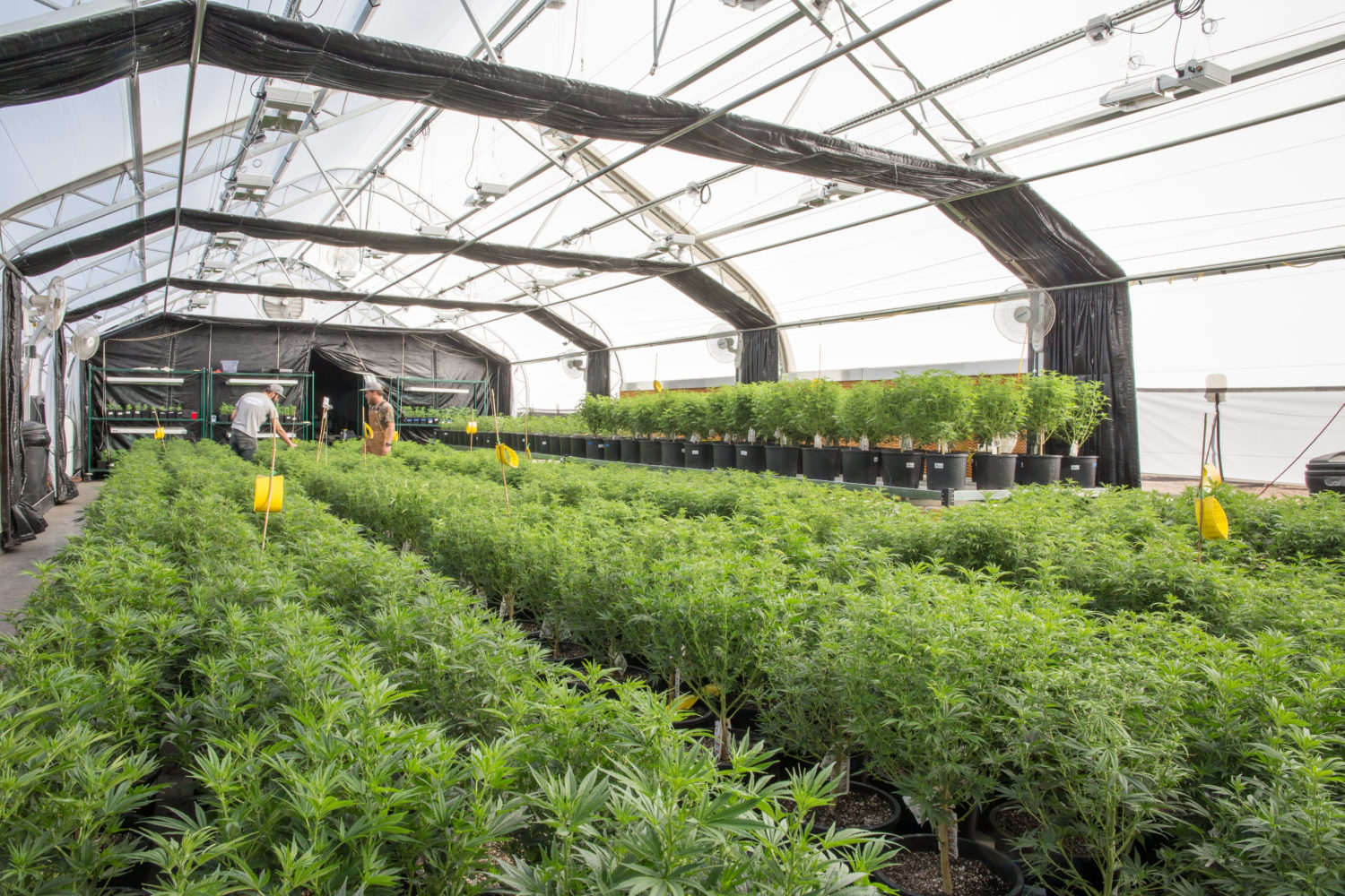 Light Dep Marijuana Venture