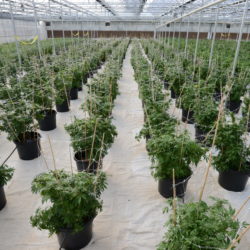 Marijuana Business Industry Hub | Pot Business Learning, 'How To', And News