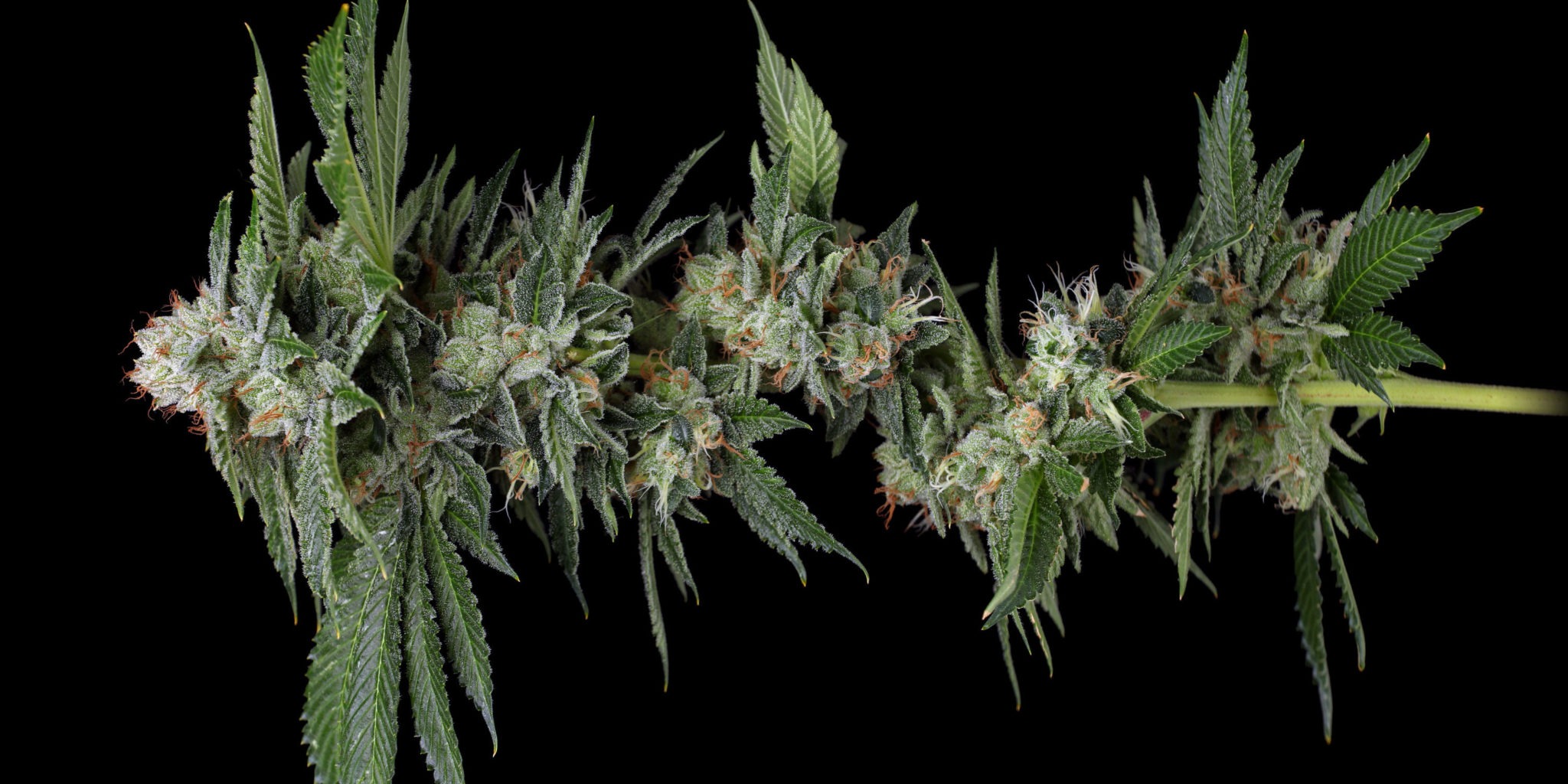 Track-and-trace - Marijuana Venture