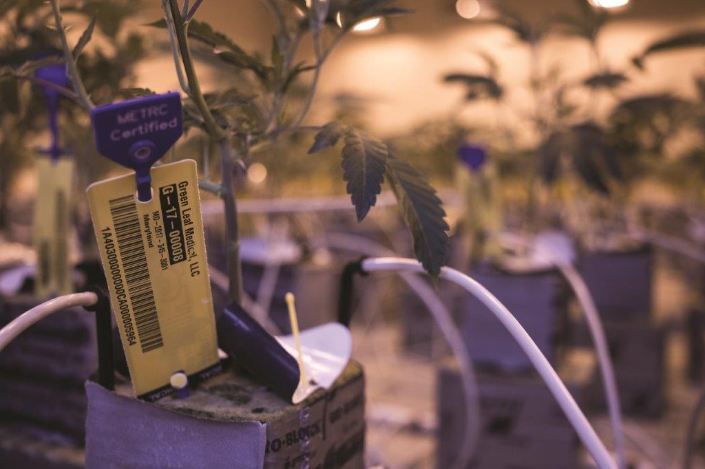 GLeaf-februaryphotoshoot-nostaff-growrooms-68 web - Marijuana Venture