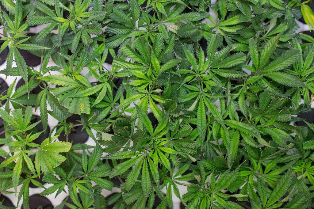 top-10-best-exotic-strains-california-2024 - Marijuana Venture